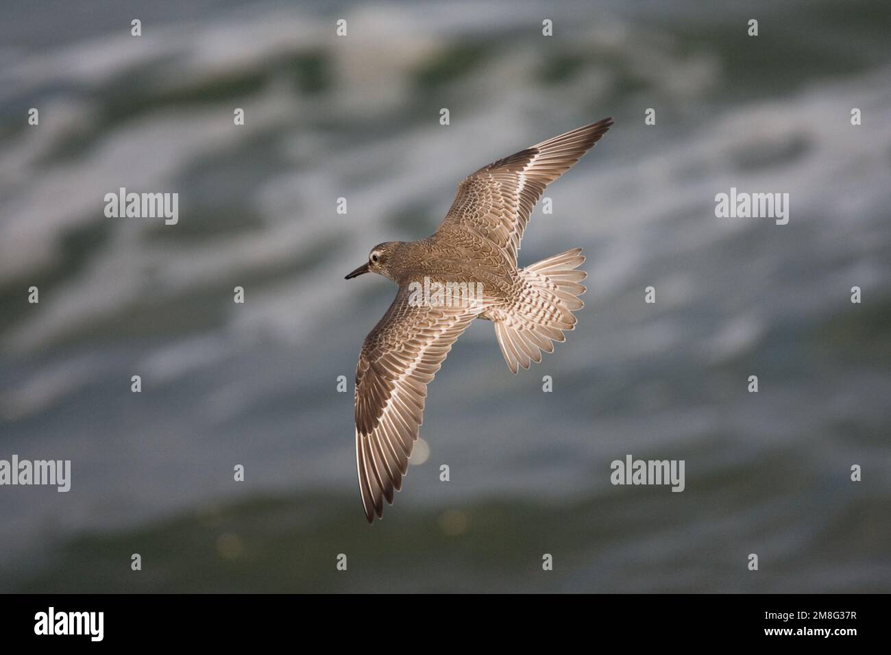Kanoet in vlucht; Red Knot in flight Stock Photo - Alamy