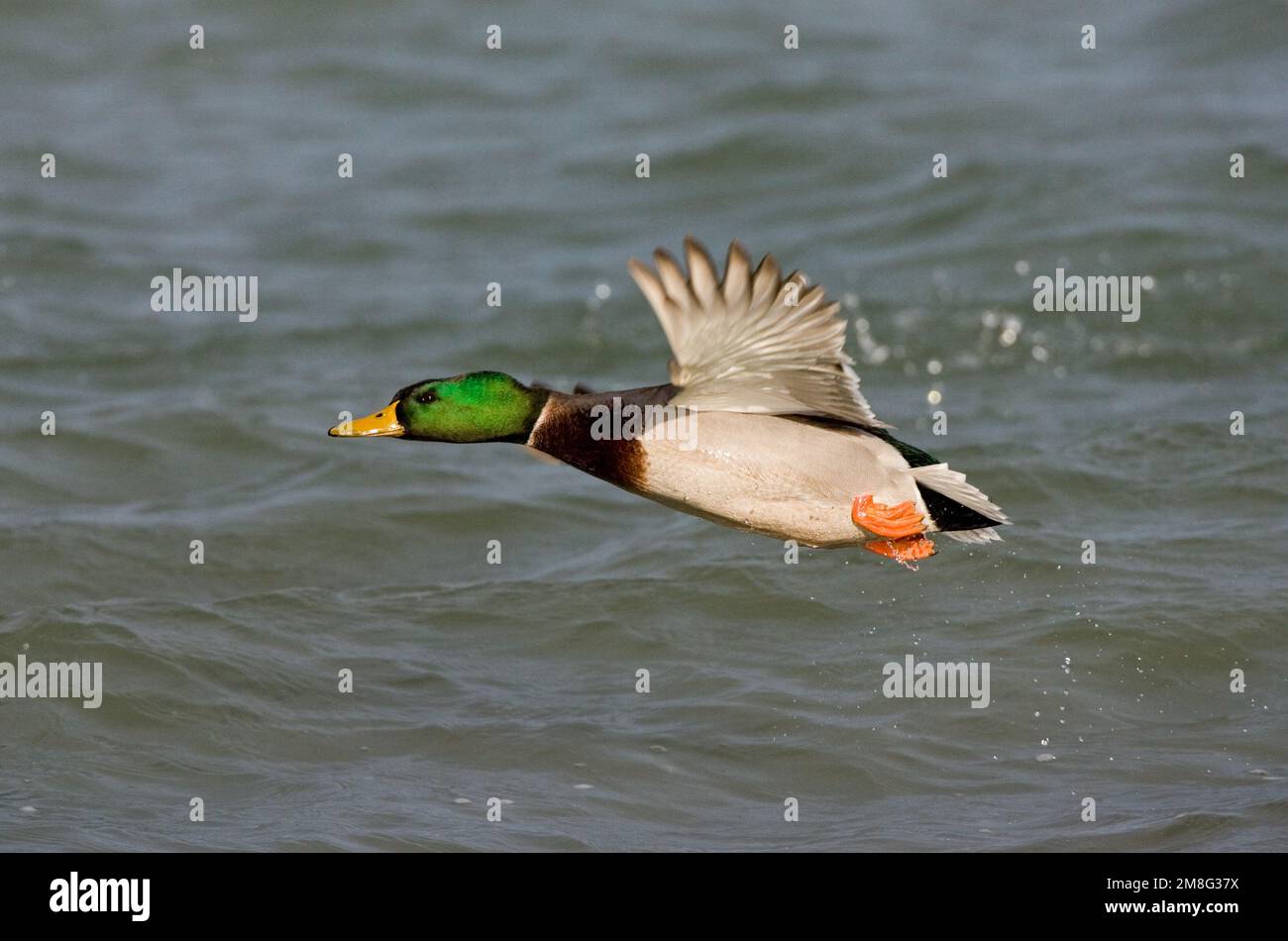 Mallard male flying; Wilde Eend man vliegend Stock Photo - Alamy