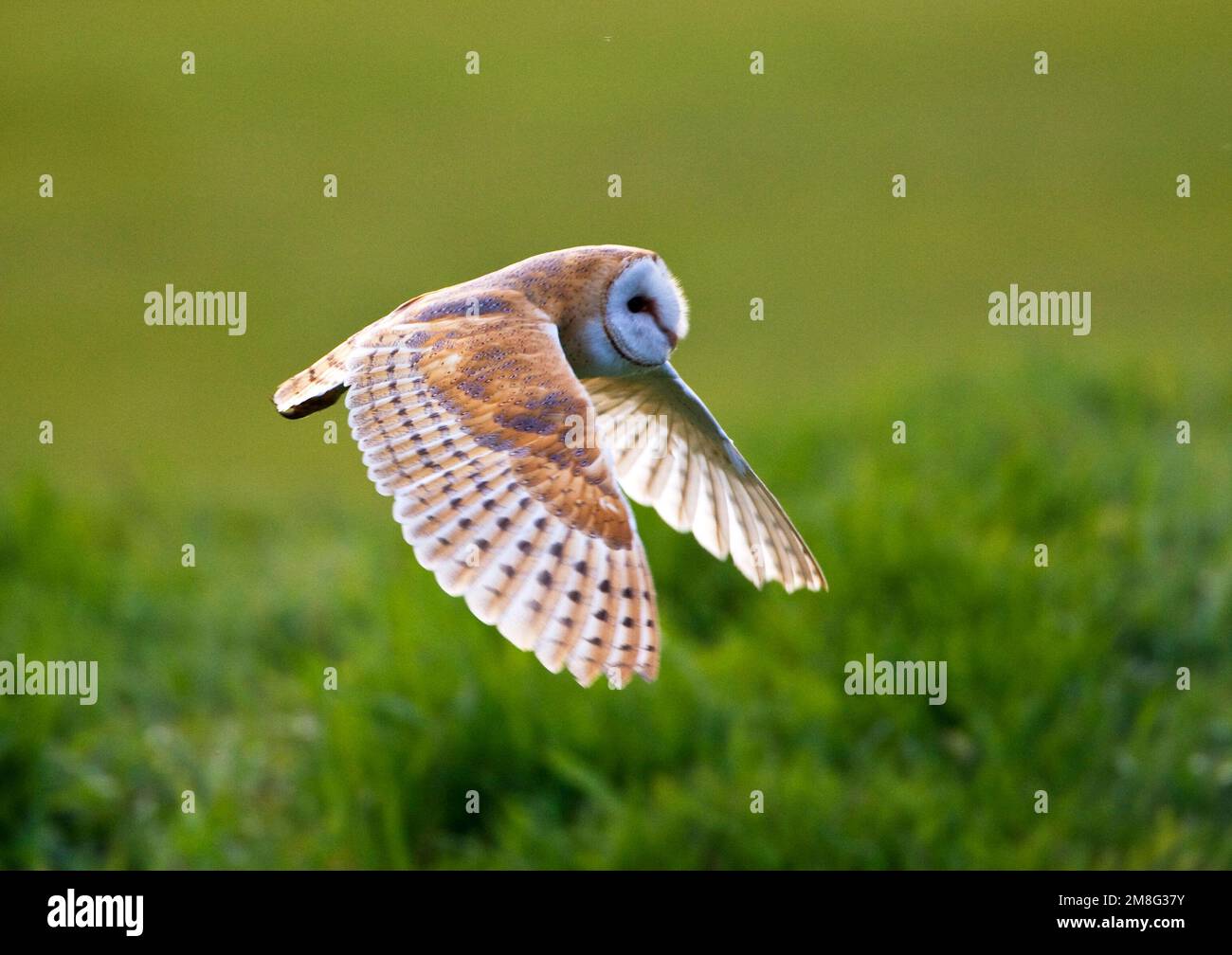 Kerkuil overdag in de vlucht; Barn Owl in flight in daytime Stock Photo ...