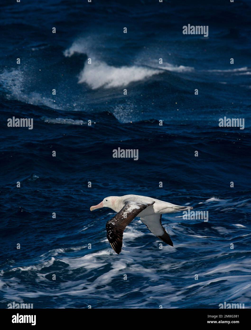 Grote albatross hi-res stock photography and images - Alamy