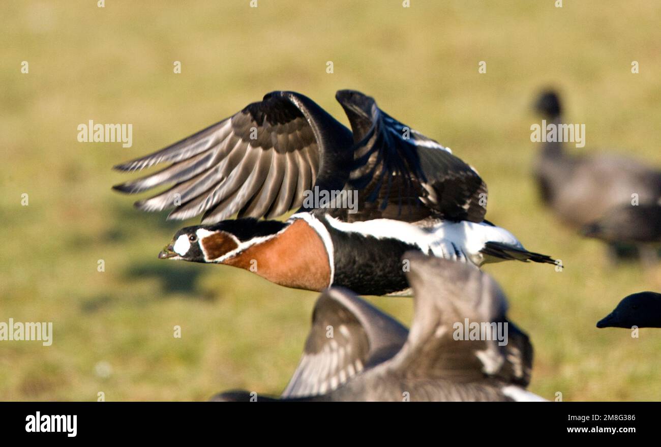 Roodhalsgans tussen Rotganzen; Red-breasted Goose amongst Brent Stock ...