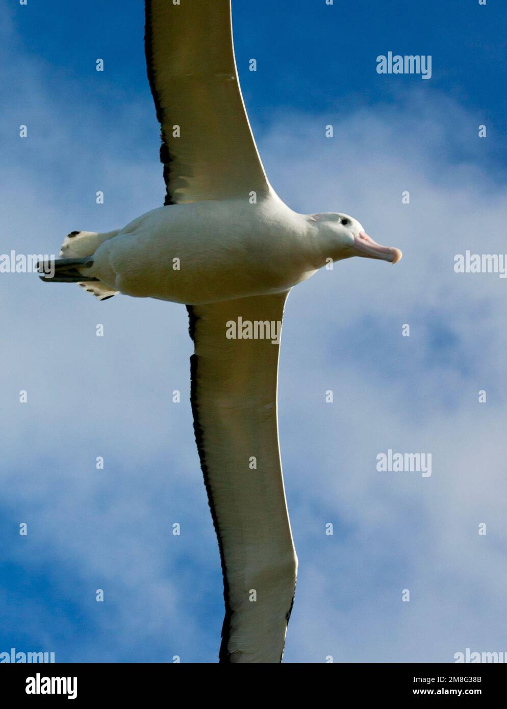 Grote Albatros vliegend; Snowy (Wandering) Albatross flying Stock Photo ...