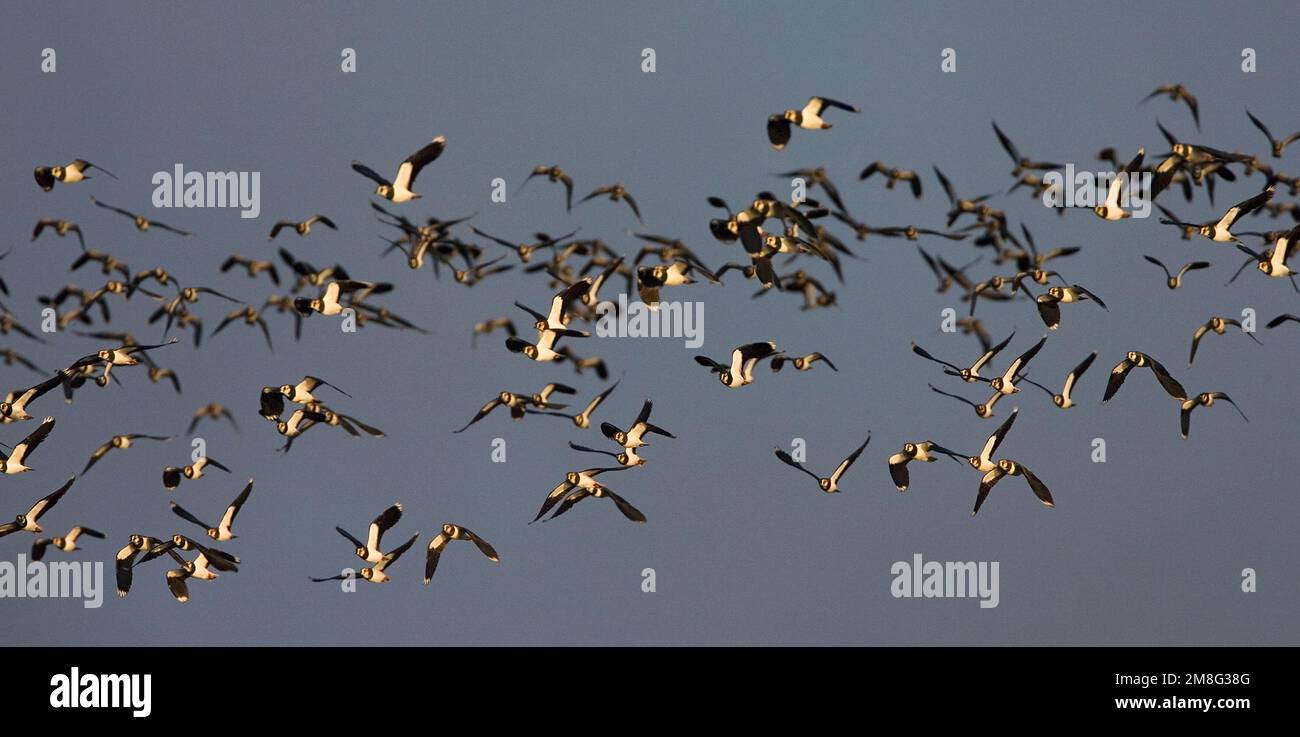 Northern Lapwing flock flying; Kievit groep vliegend Stock Photo - Alamy