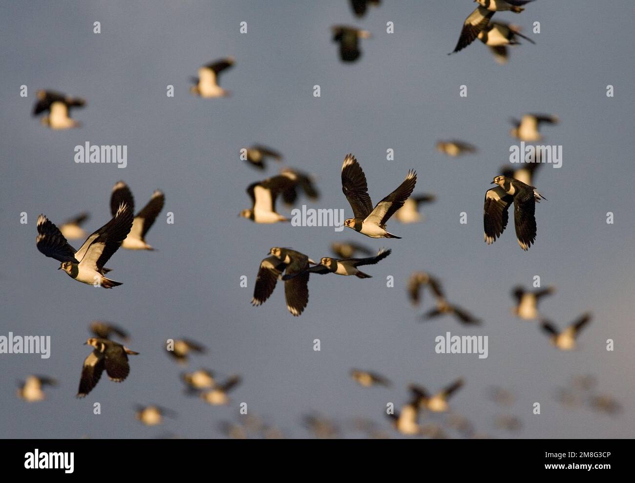 Northern Lapwing flock flying; Kievit groep vliegend Stock Photo - Alamy