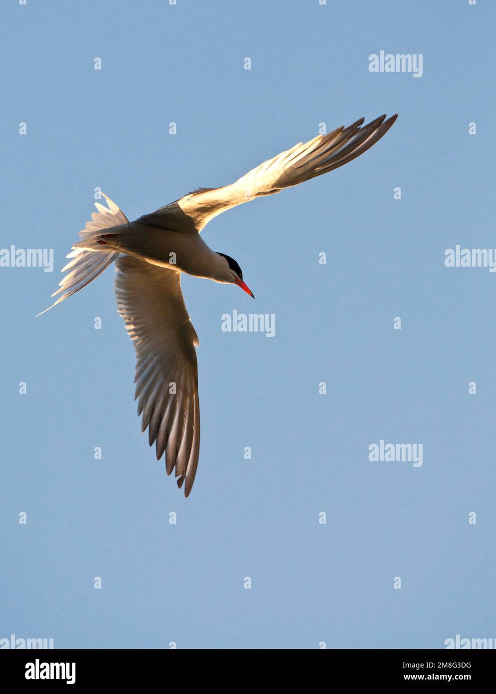 Visdief vliegend; Common Tern adult flying Stock Photo - Alamy