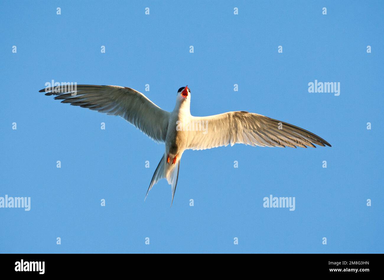 Visdief vliegend; Common Tern adult flying Stock Photo - Alamy