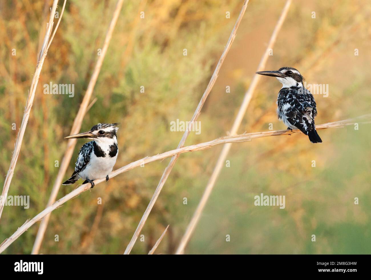 Pair of Pied Kingfishers (Ceryle rudis) sitting together in riverbed ...