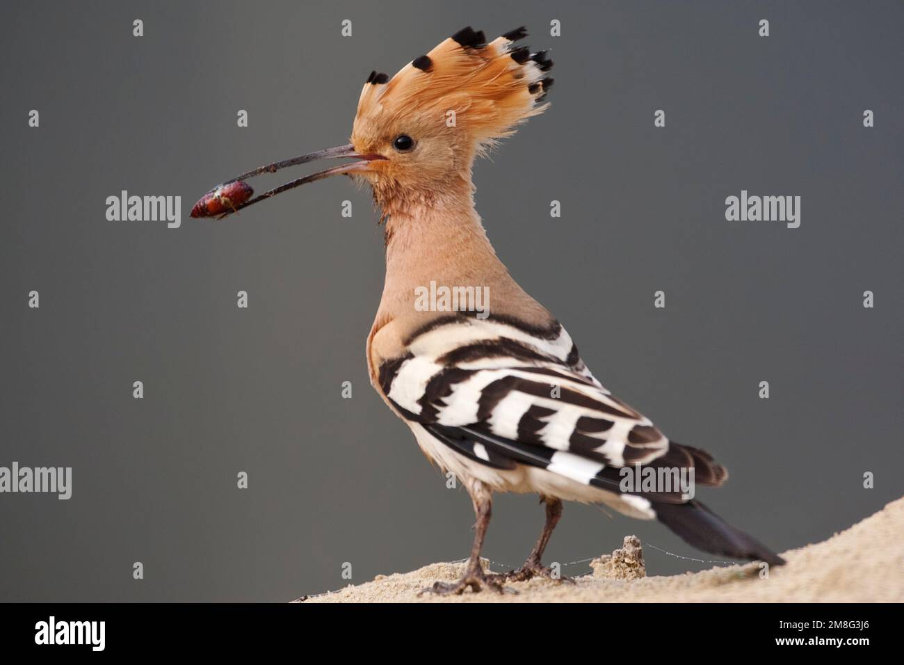 Hop met voedsel in zijn bek op weg naar zijn nest; Eurasian Hoopoe ...