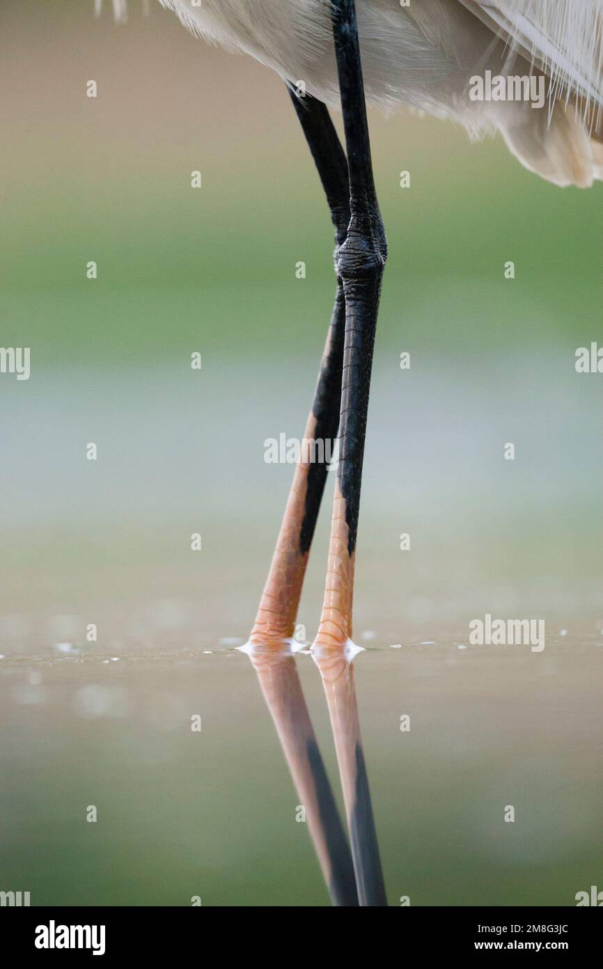 Kleine Zilverreiger poten; Little Egret legs Stock Photo - Alamy