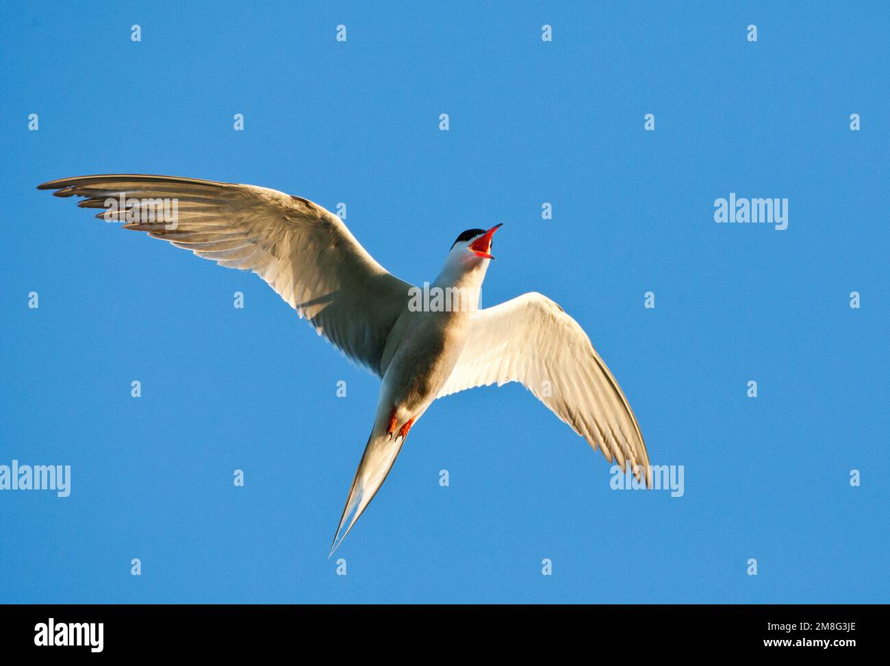 Visdief vliegend; Common Tern adult flying Stock Photo - Alamy