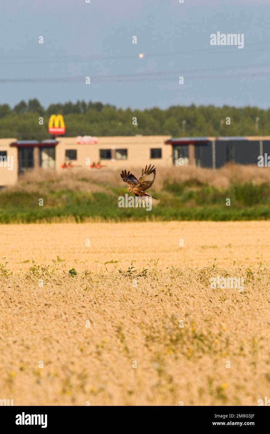 Bruine Kiekendief biddend boven graanveld; Marsh harrier hovering over ...