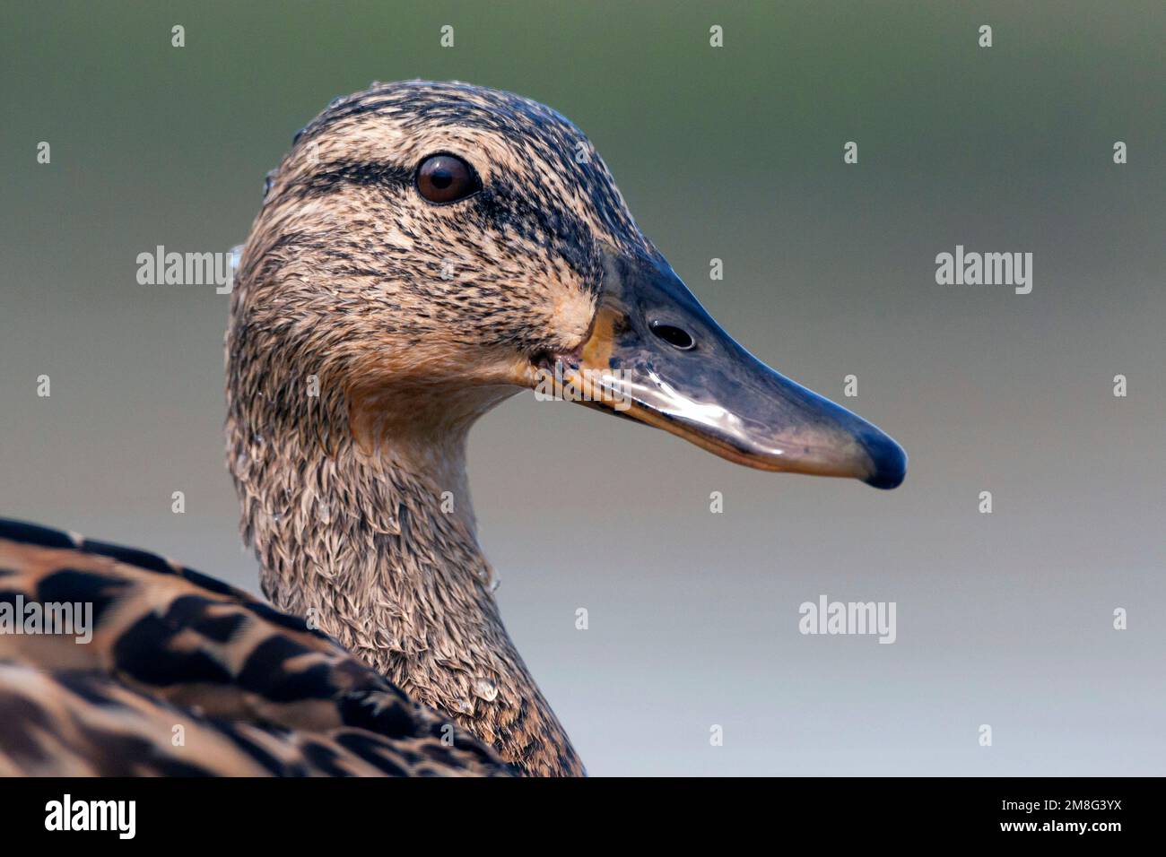 Wilde Eend vrouw portret, Mallard female portrait Stock Photo - Alamy