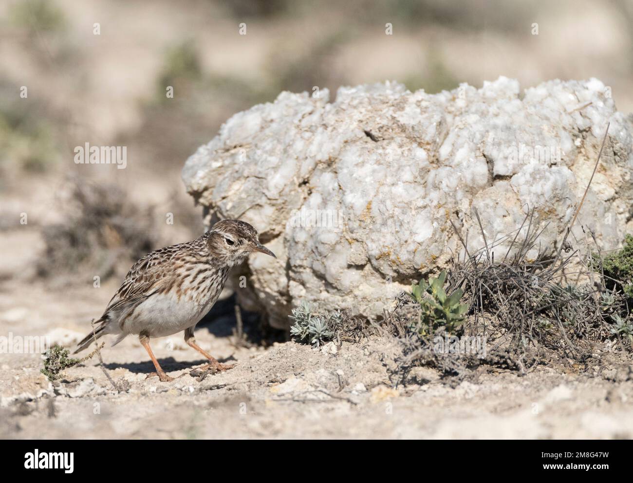Dupont's Lark (Chersophilus duponti duponti) in Spanish steppes Stock ...