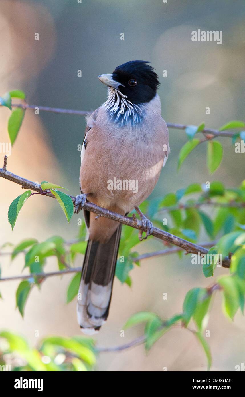 Strepengaai, Black-headed Jay, Garrulus lanceolatus Stock Photo - Alamy