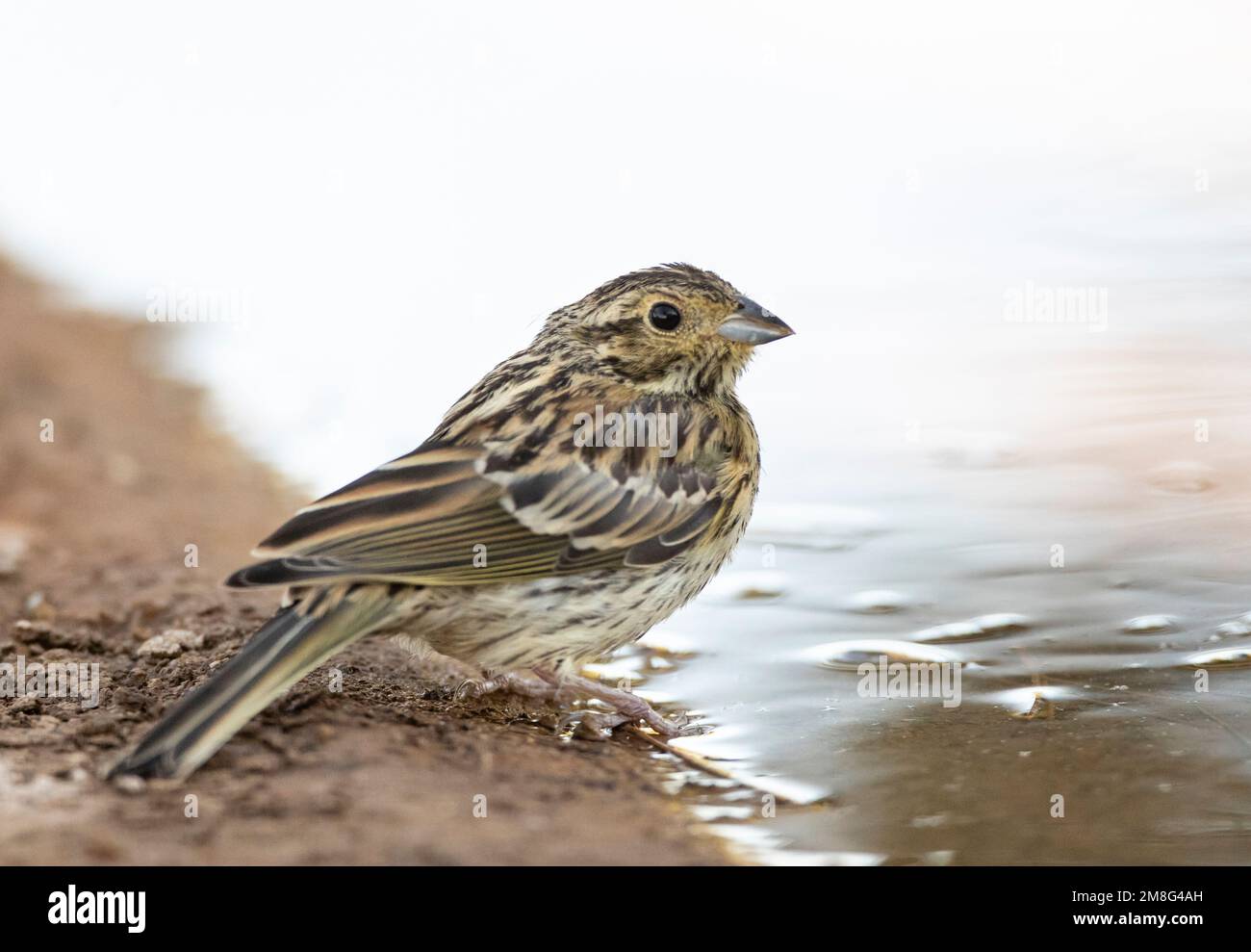 Juvenile natural station hi-res stock photography and images - Alamy