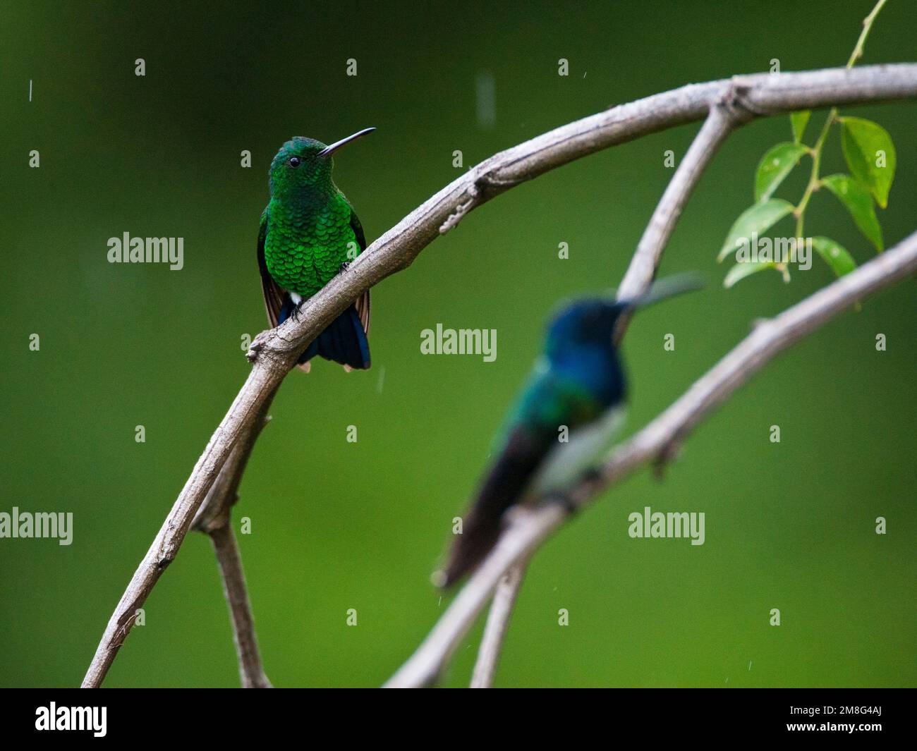 Blauwbuikamazilia, Steely-vented Hummingbird, Amazilia saucerottei ...