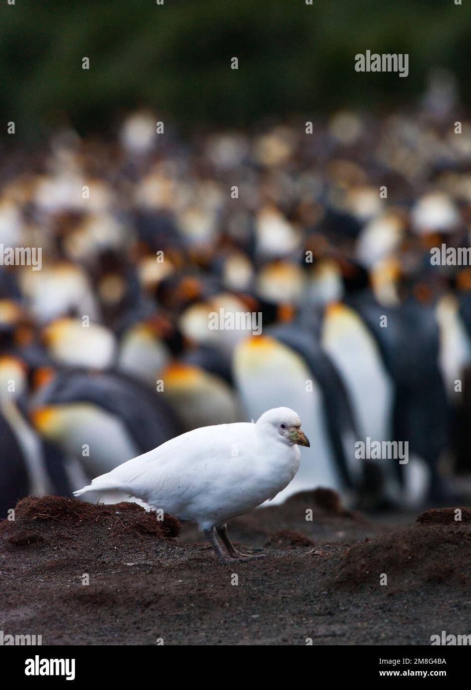 American sheathbill hi-res stock photography and images - Alamy