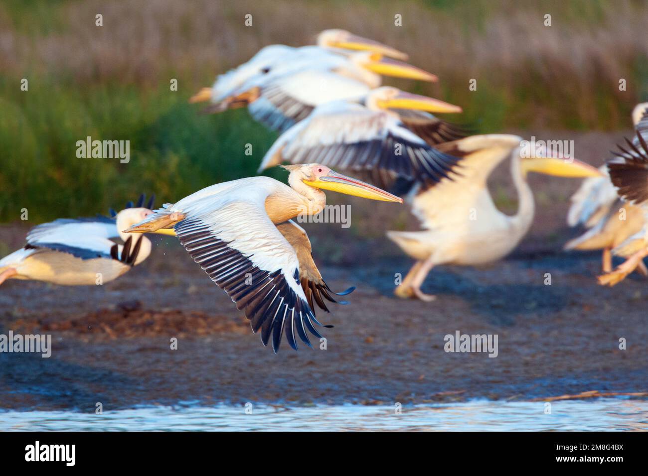 Great White Pelicans (Pelecanus onocrotalus) in flight during early ...