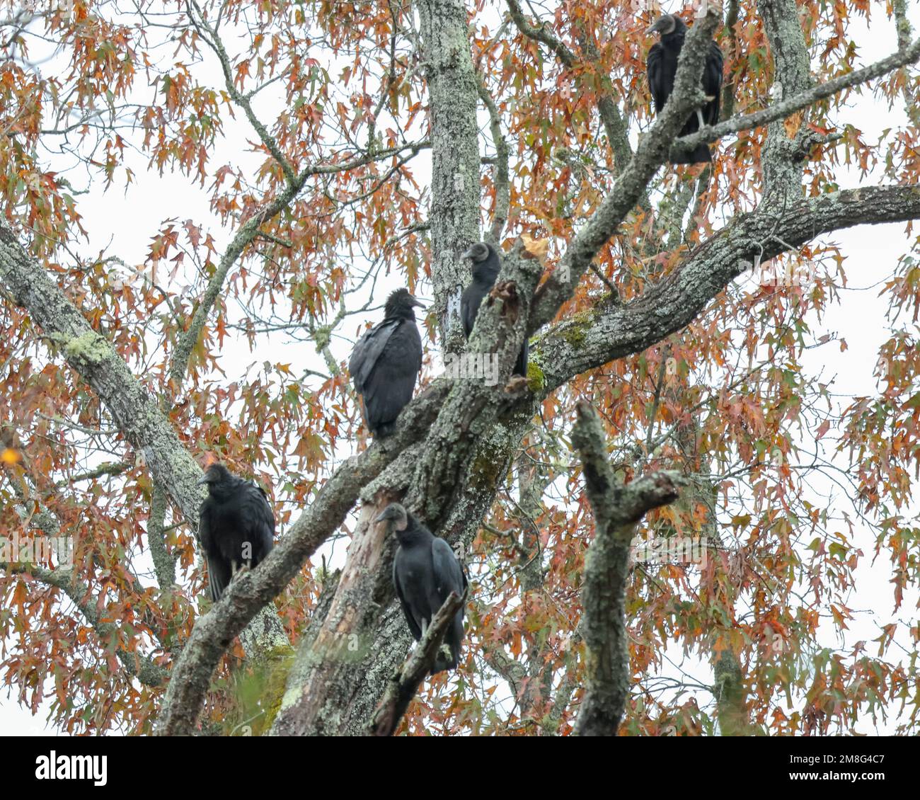 Black vultures perched on tree hi-res stock photography and images - Alamy