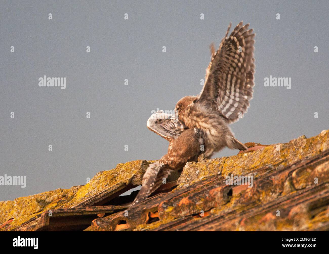 Steenuil onvolwassen vechtend; Little Owl immatures fighting Stock ...