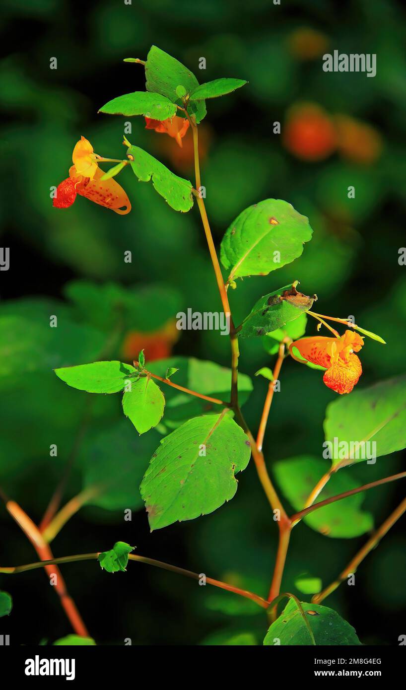 Pretty orange touch-me-not wildflowers growing in the woods at ...