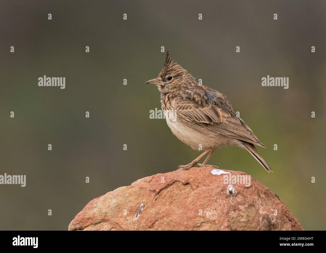 Thekla Lark (Galerida theklae theklae Stock Photo - Alamy Thekla Lark (Galerida theklae theklae Stock Photo - Alamy