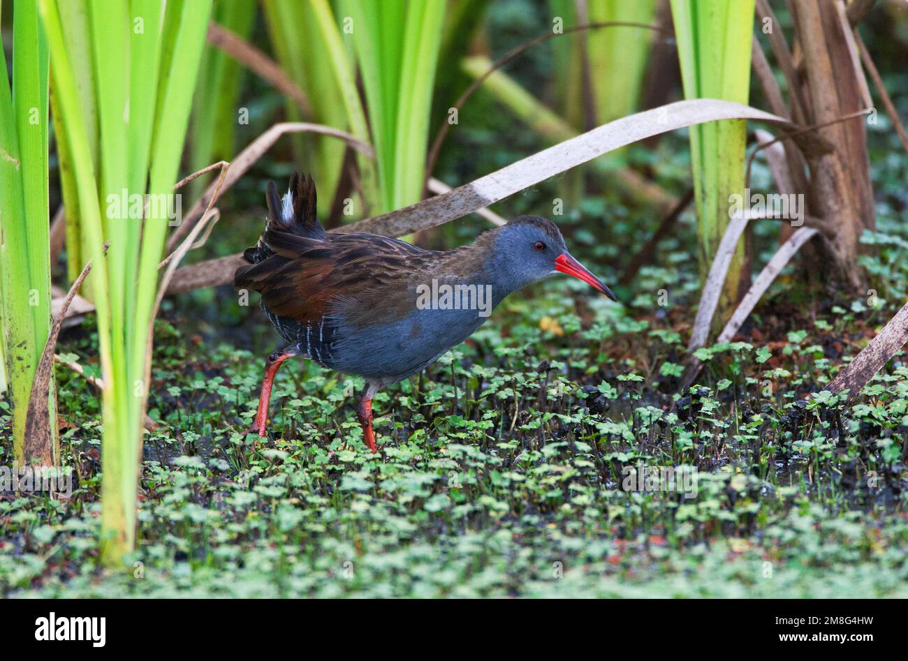 Bogotáwaterral in moerasgebied; Bogota Rail in wetland habitat Stock ...