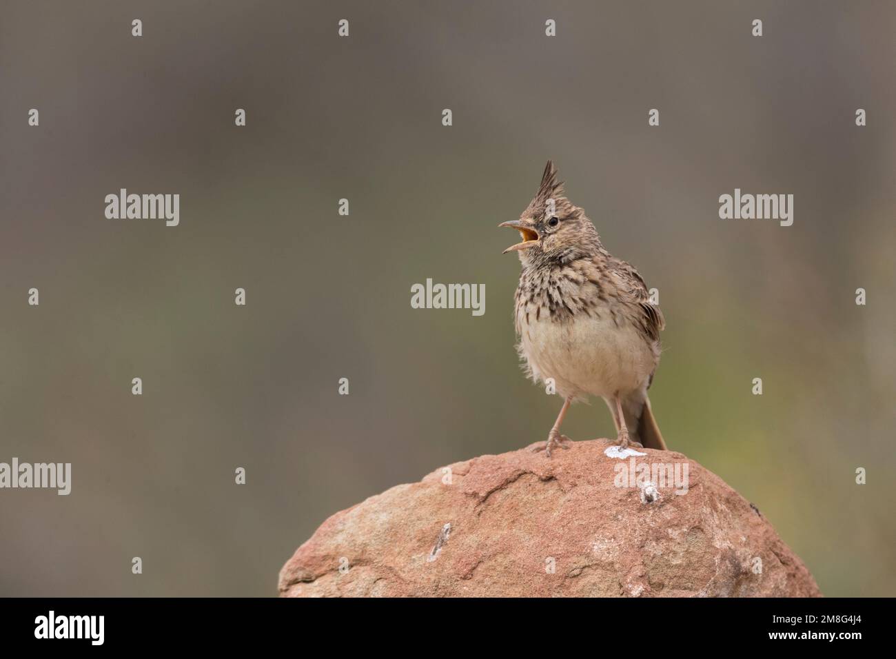 Singing Thekla Lark (Galerida theklae theklae) from a rocky perch Stock ...