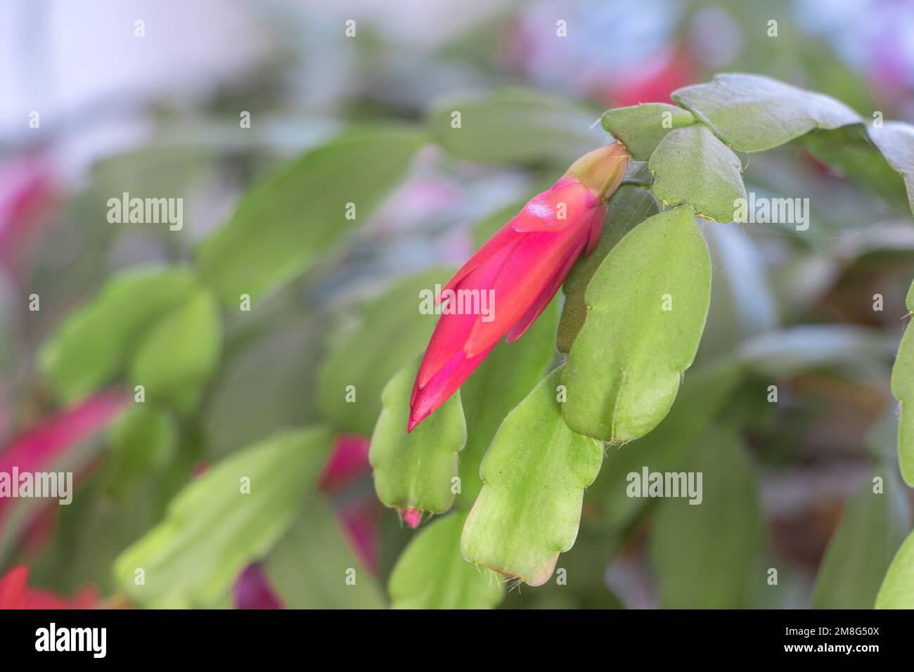 The Red Christmas cactus Miracle in Bud: A Close-up of Schlumbergera ...