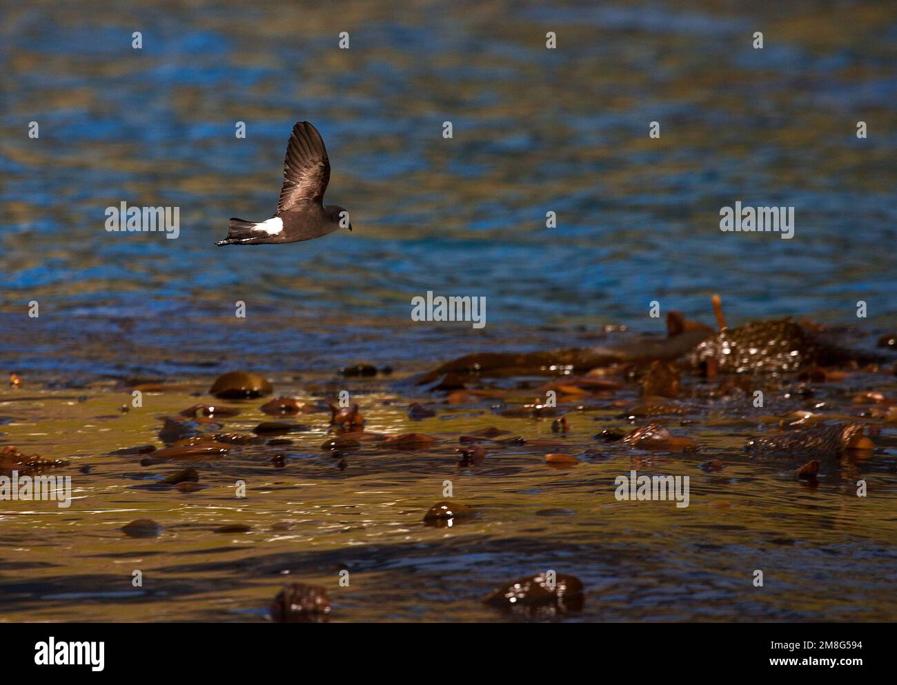 Wilsons Stormvogeltje vliegend; Wilsons Storm-petrel flying Stock Photo ...