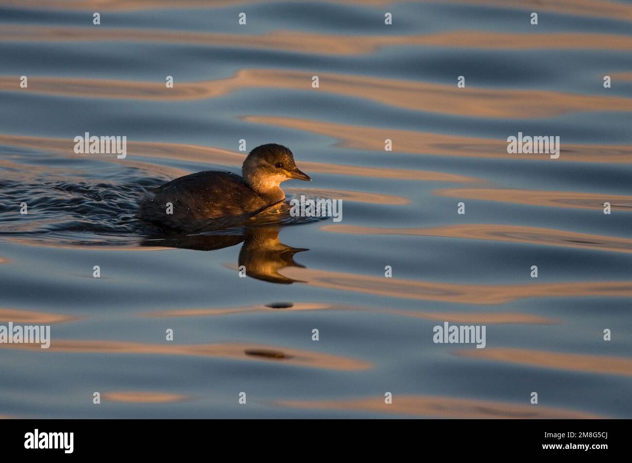 Little Grebe winter plumage; Dodaars winterkleed Stock Photo - Alamy