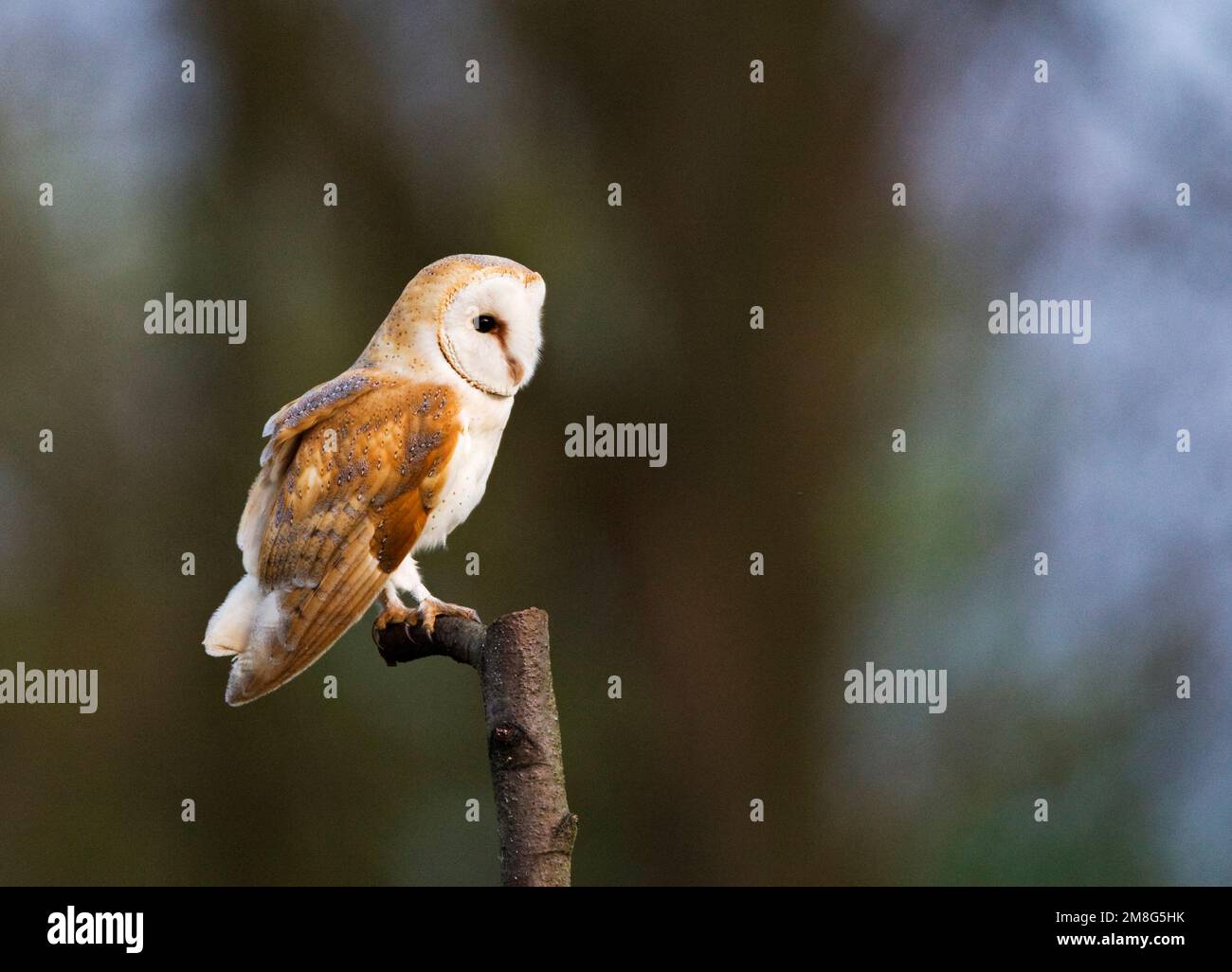 Kerkuil; Barn Owl Stock Photo - Alamy