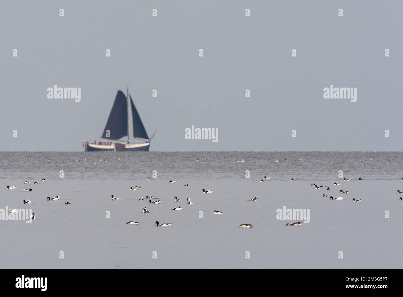 Bergeend groep zwemmend in Waddenzee met zeilboot op achtergrond ...