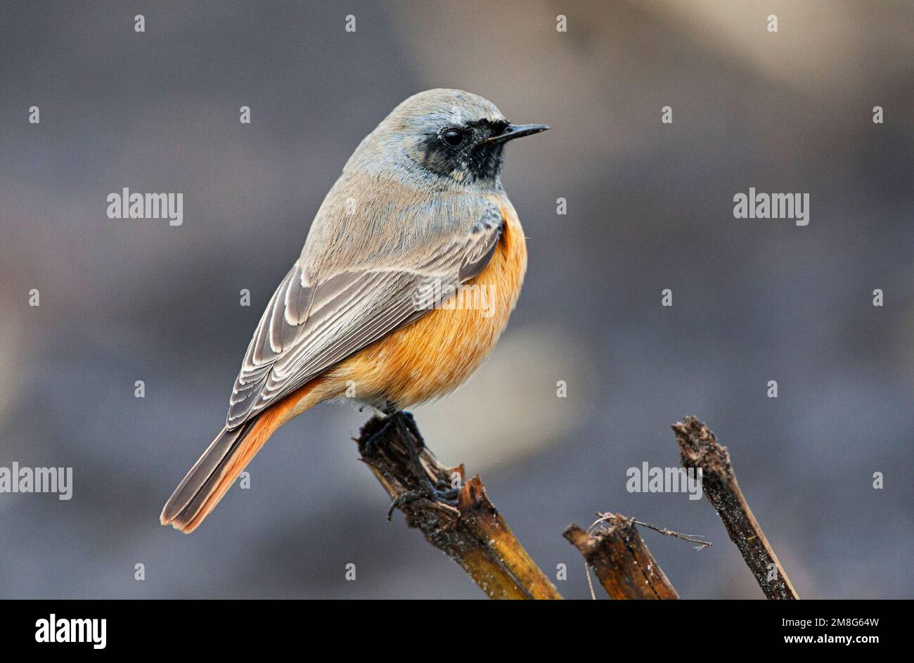 Oosterse Zwarte Roodstaart, Eastern Black Redstart, Phoenicurus ochruros phoenicuroides Stock ...