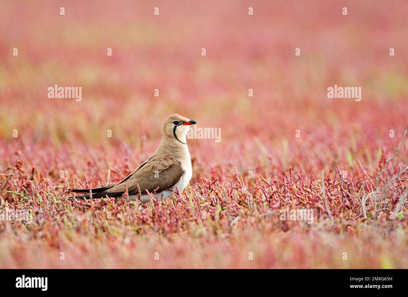Adult Collared Pratincole (Glareola pratincola) standing on the ground ...