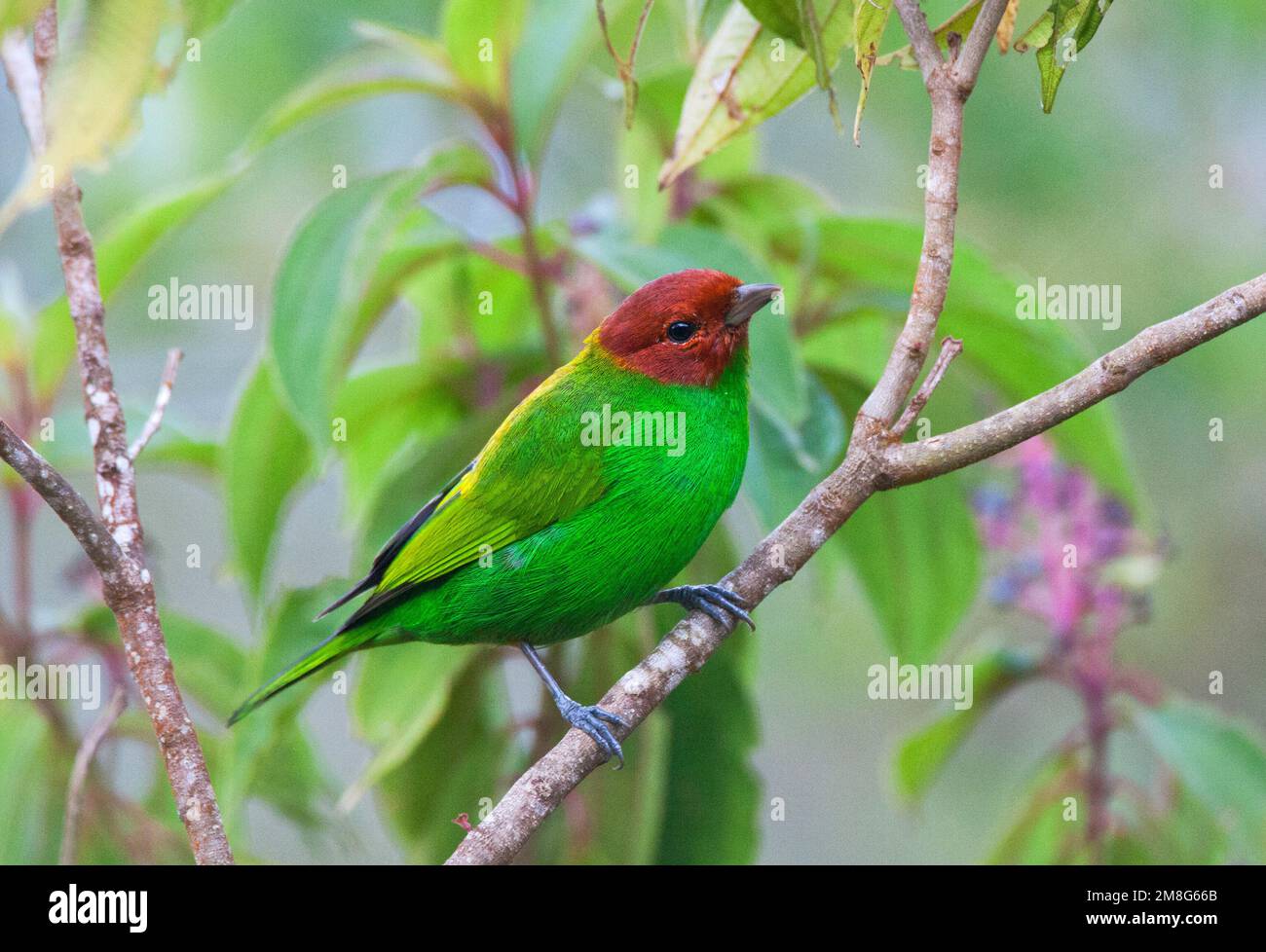 Okerkaptangare, Bay-headed Tanager, Tangara gyrola Stock Photo - Alamy