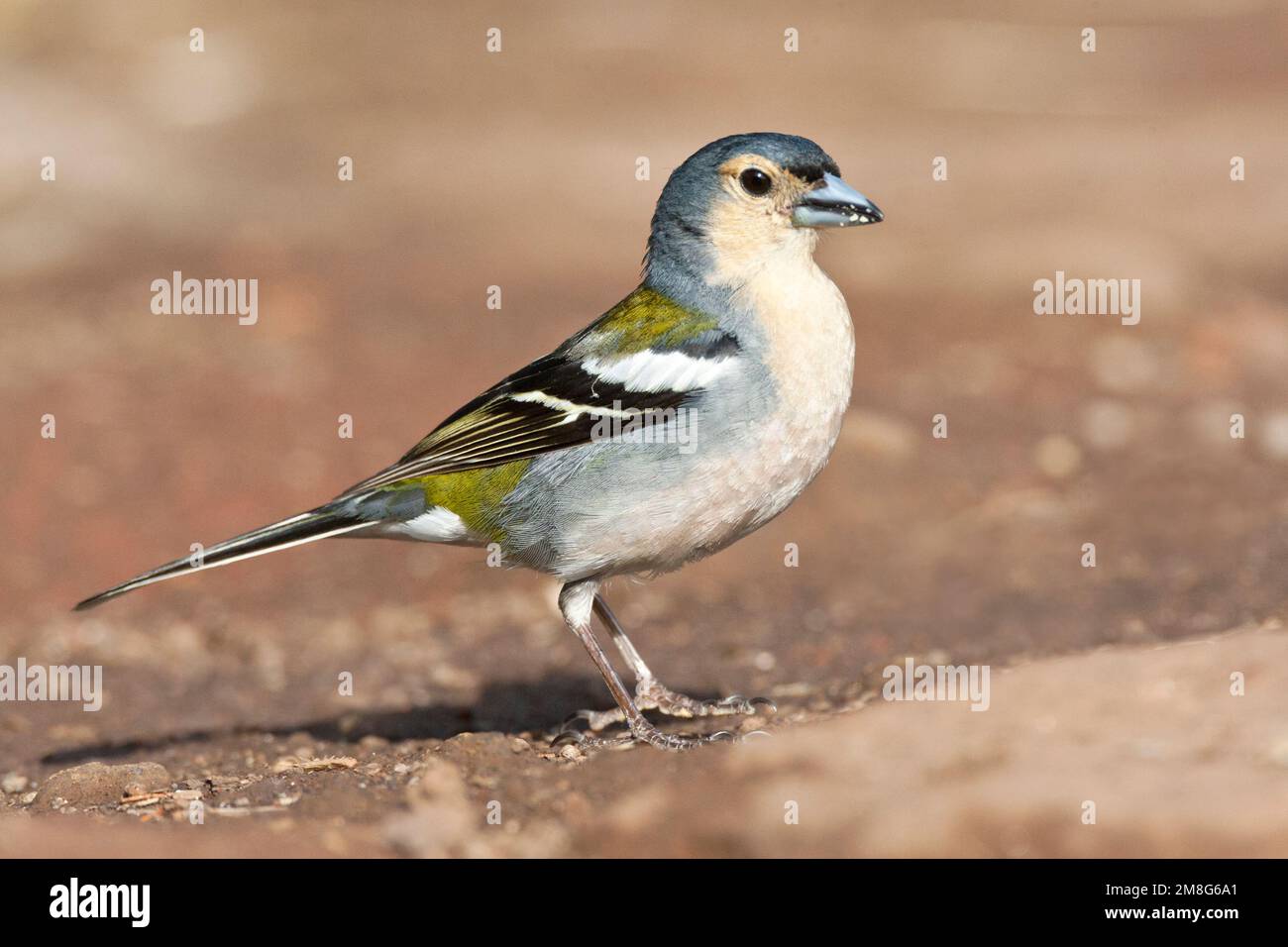 Madeira Chaffinch (Fringilla coelebs maderensis) a island endemic ...
