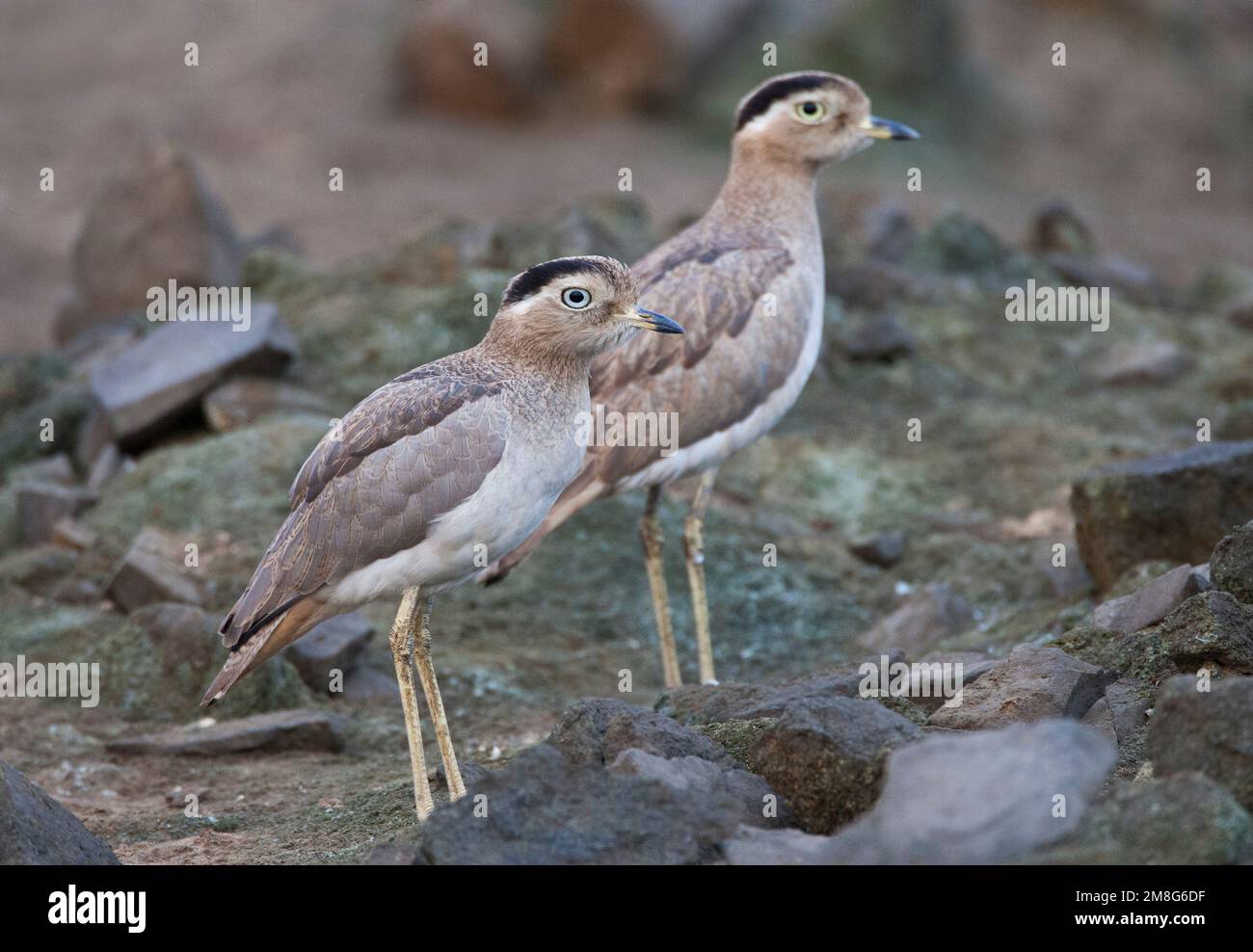 Burhinus species hi-res stock photography and images - Alamy