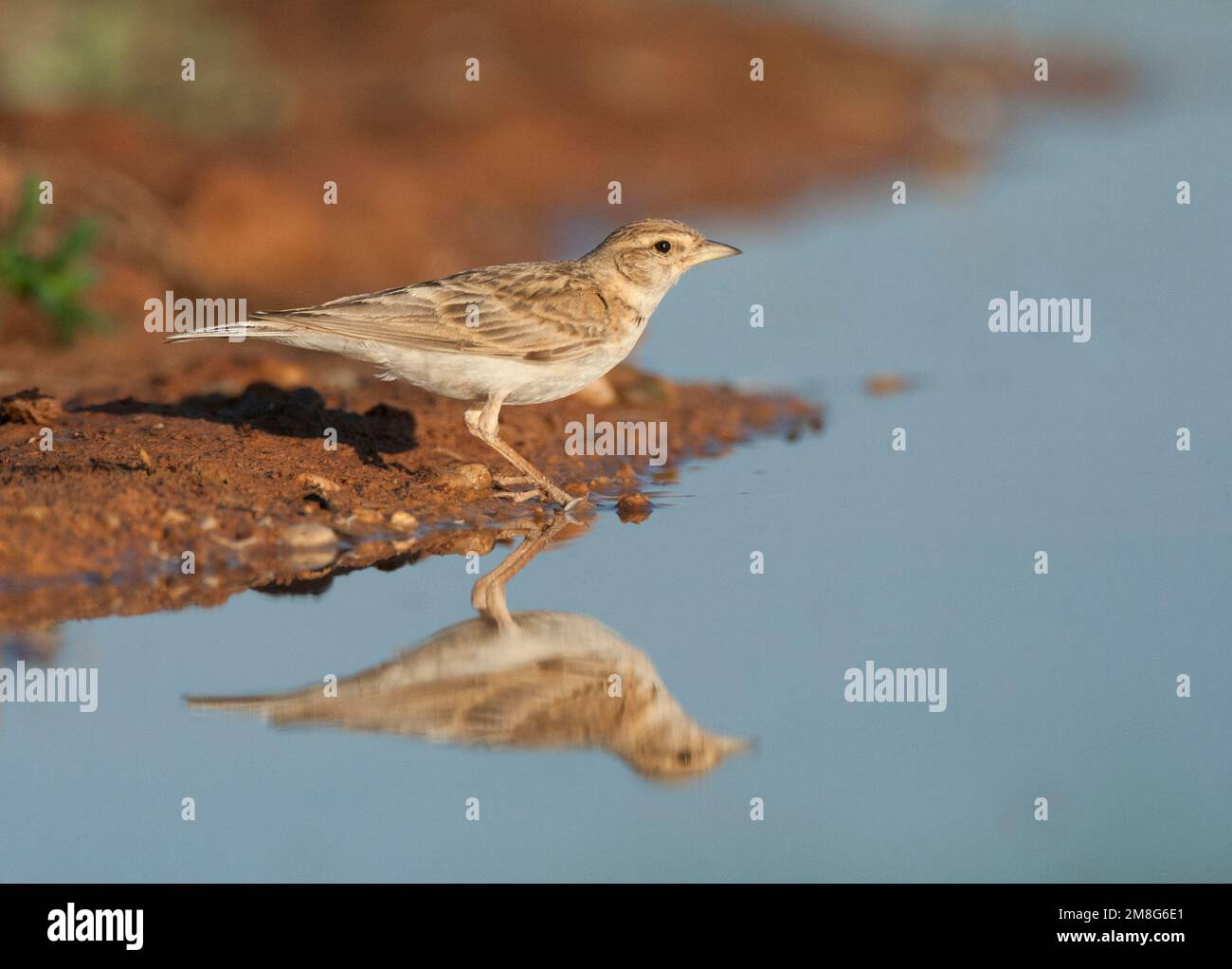 Greater Short-toed Lark (Calandrella brachydactyla brachydactyla) in ...