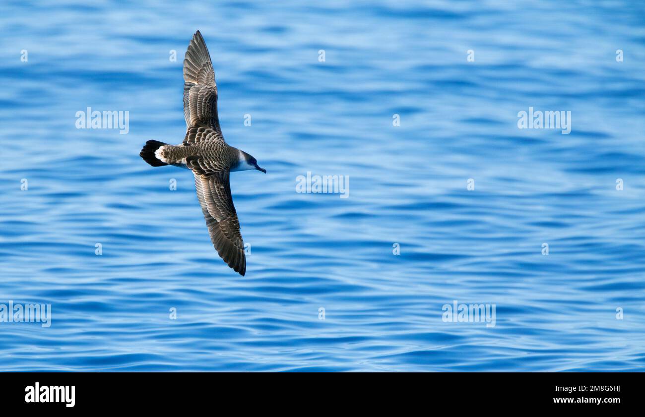 Grote Pijlstormvogel op volle zee op de Azoren; Great Shearwater ...