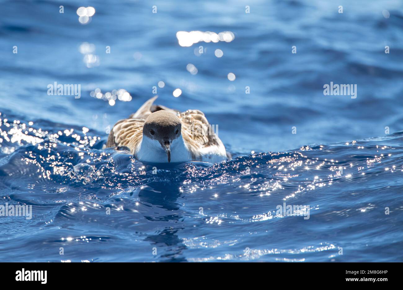 Grote Pijlstormvogel op volle zee op de Azoren; Great Shearwater ...