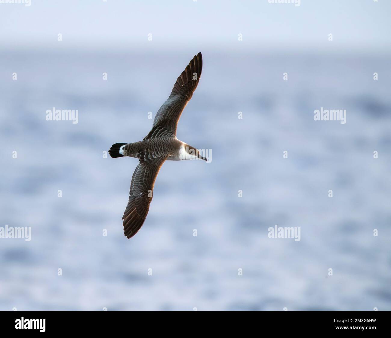 Grote Pijlstormvogel op volle zee op de Azoren; Great Shearwater ...