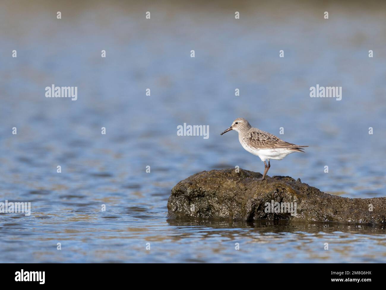 White-rumped Sandpiper (Calidris fuscicollis) on the Azores during late ...