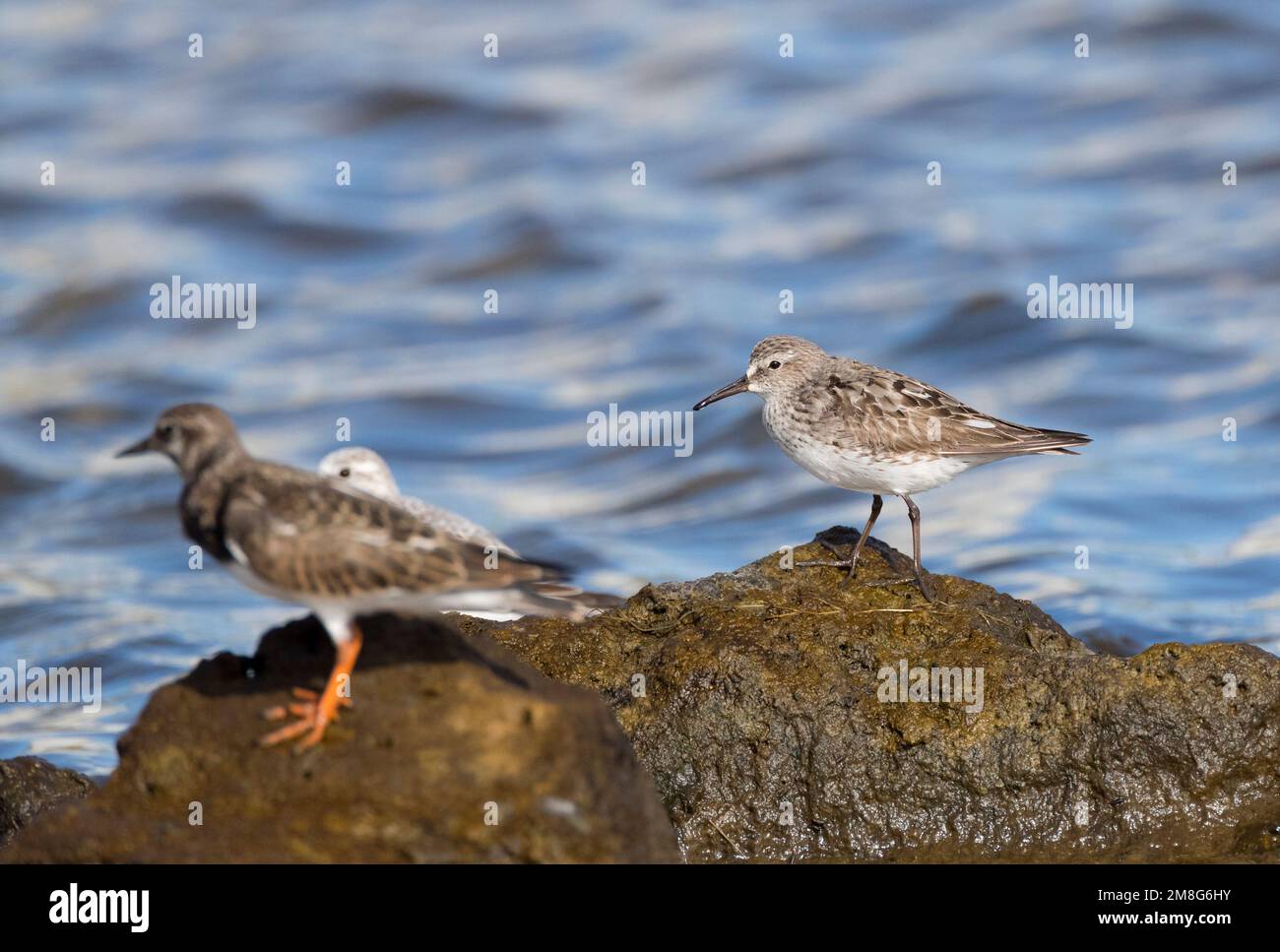 White-rumped Sandpiper (Calidris fuscicollis) on the Azores during late ...