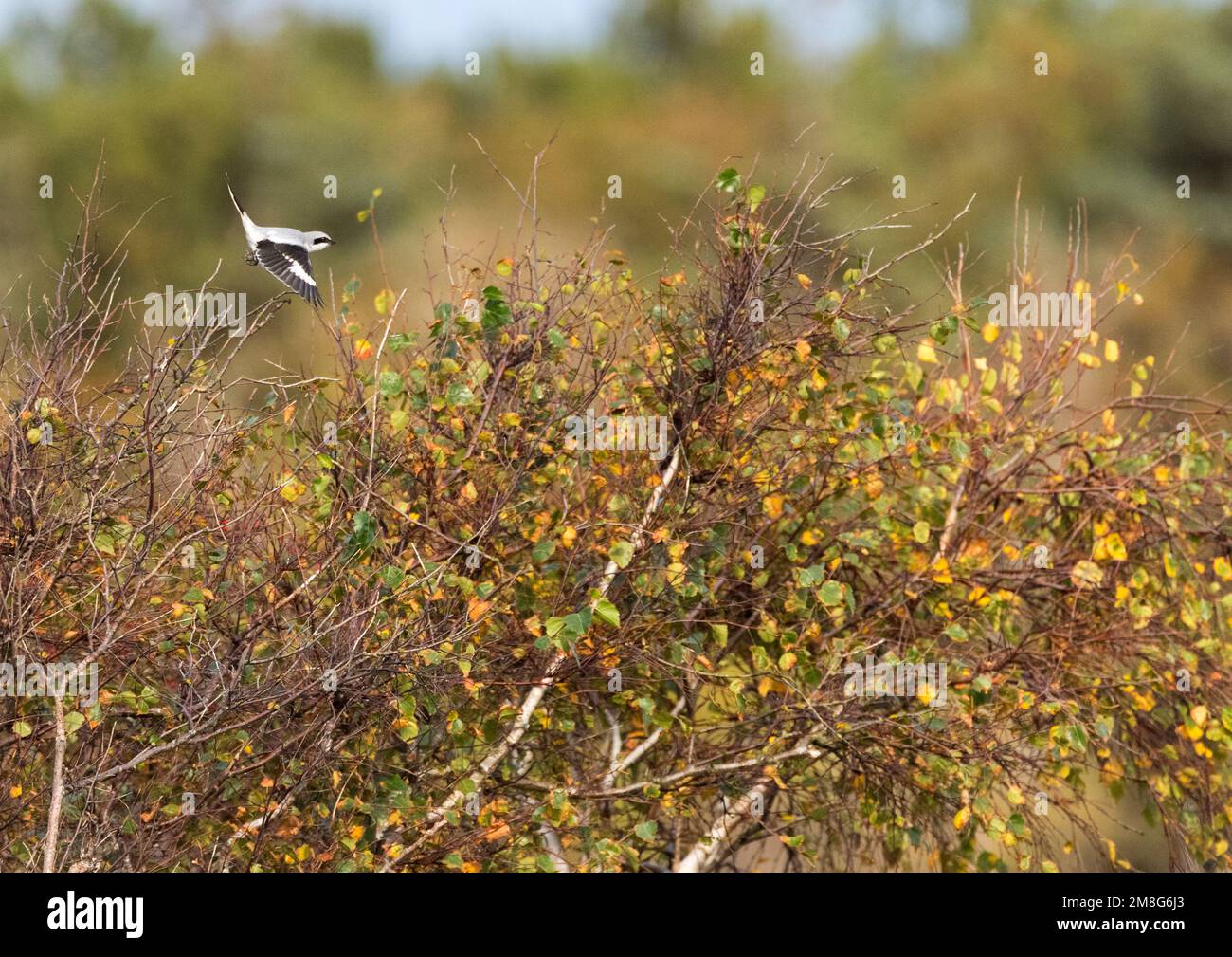 Klapekster op doortrek op Vlieland; Great Grey Shrike (Lanius excubitor ...