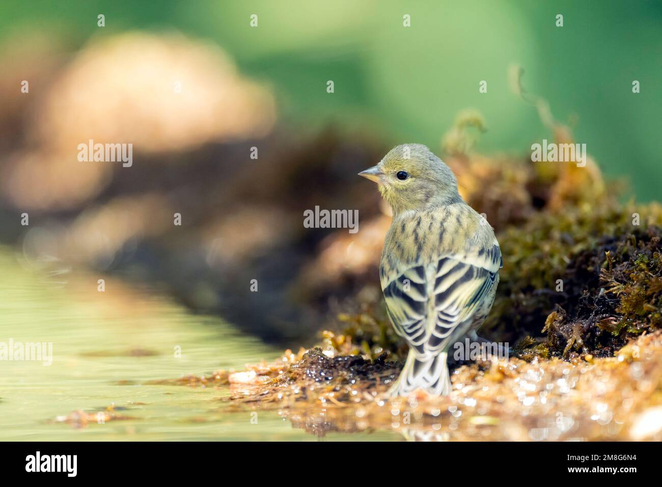 Citril Finch (Serinus citrinella) in Spanish pre-Pyrenees during summer ...