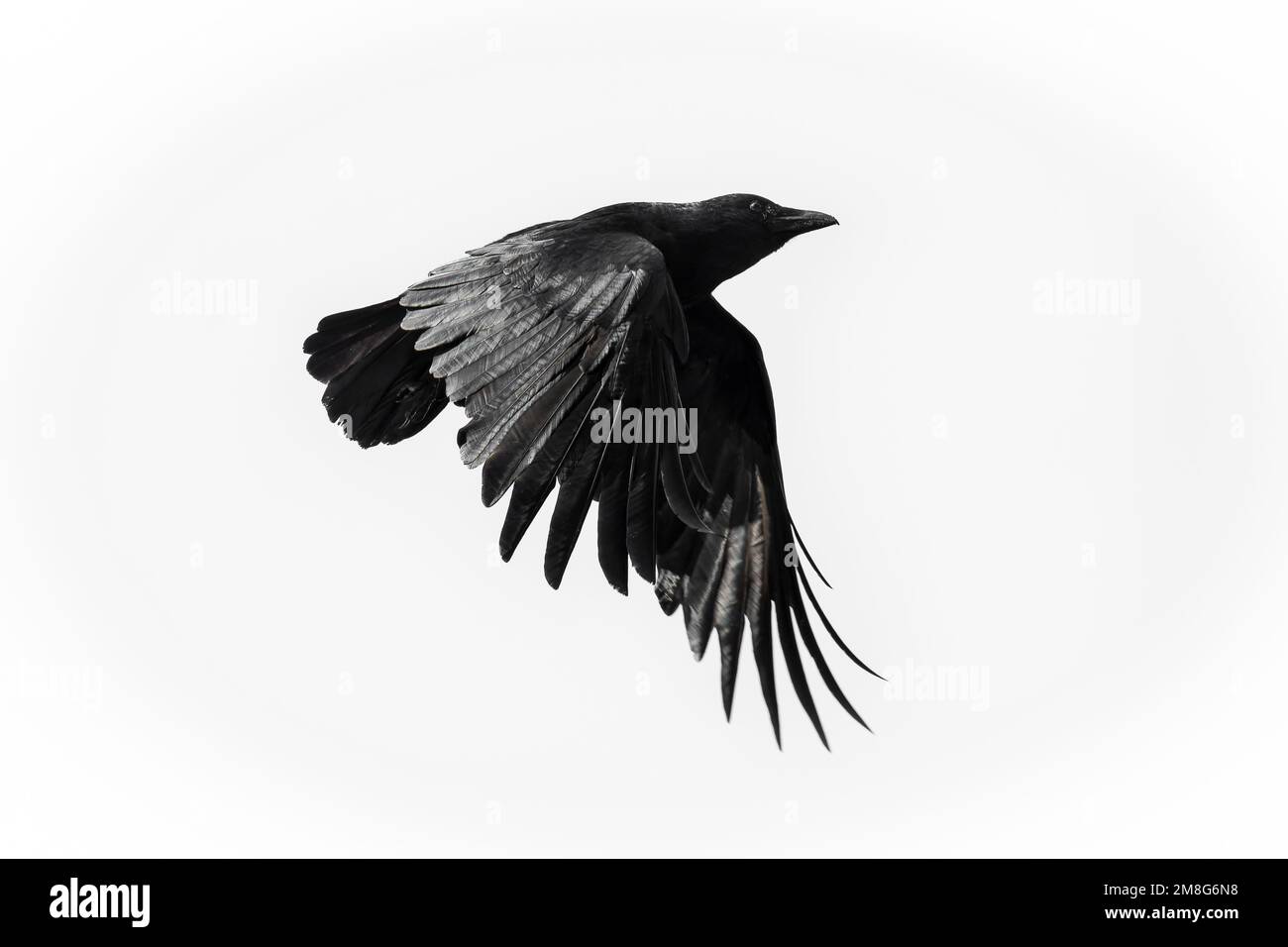 Flying side by side Cut Out Stock Images & Pictures - Alamy