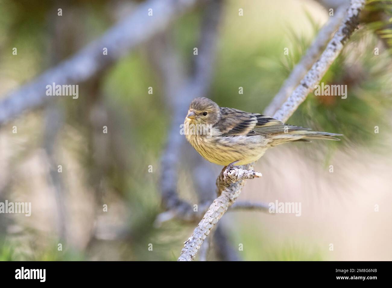 Citril Finch (Serinus citrinella) in Spanish pre-Pyrenees during summer ...