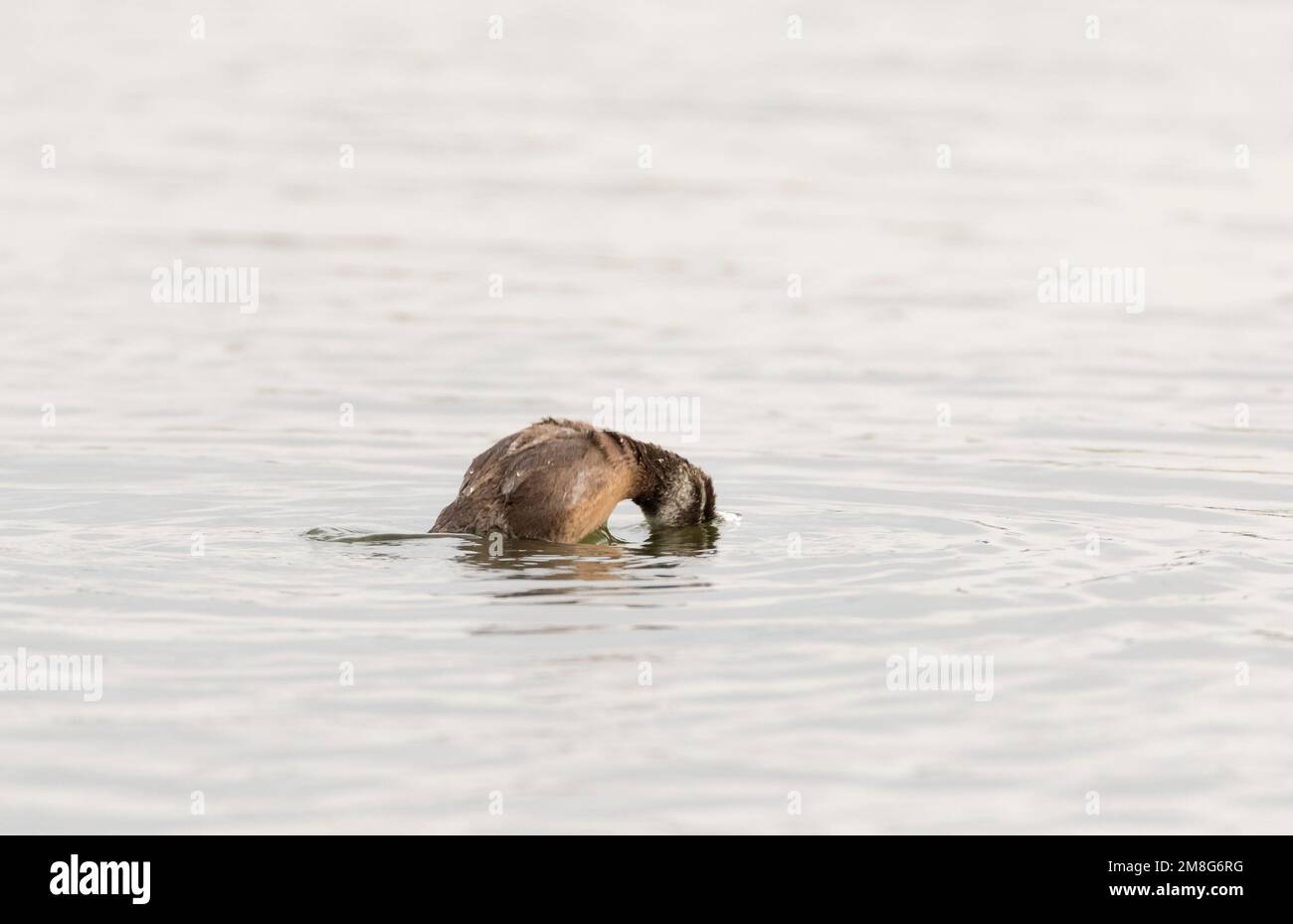 White-headed Duck (Oxyura leucocephala) in Laguna de Navaseca, Daimiel ...