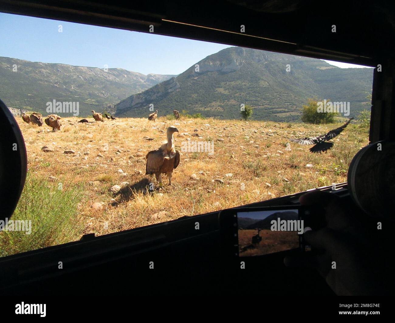 View from photohide to flock of Griffon Vultures outside the hide, seen ...